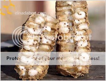 Persistent Varroa | Page 8 | Beesource Beekeeping Forums